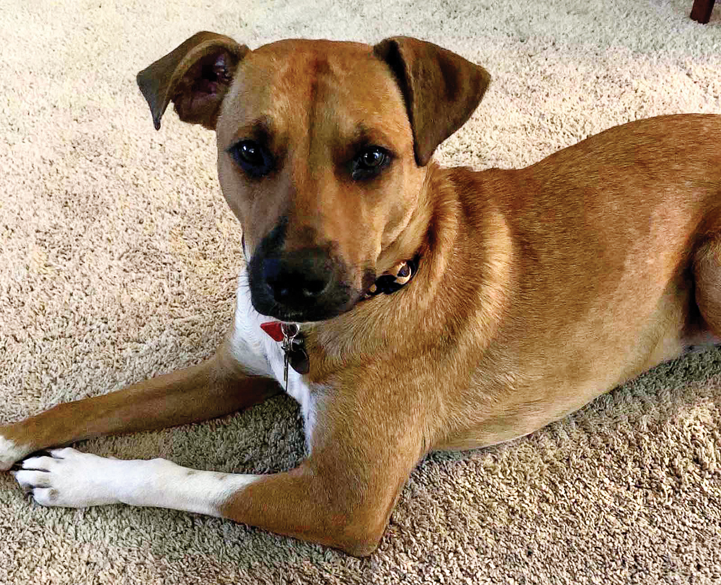 Pet Of The Month Peanut Is Just About Perfect PebbleCreek Post Pet Of The Month Peanut Is Just About Perfect PebbleCreek Post