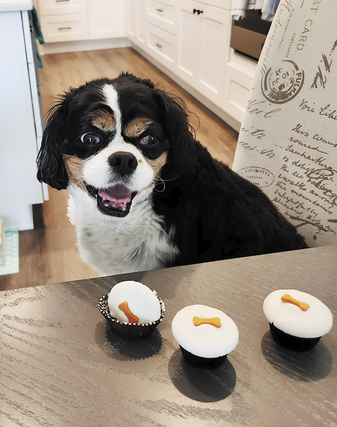 Pet of the Month: Meet Maxwell Edison (aka Eddie) – PebbleCreek Post